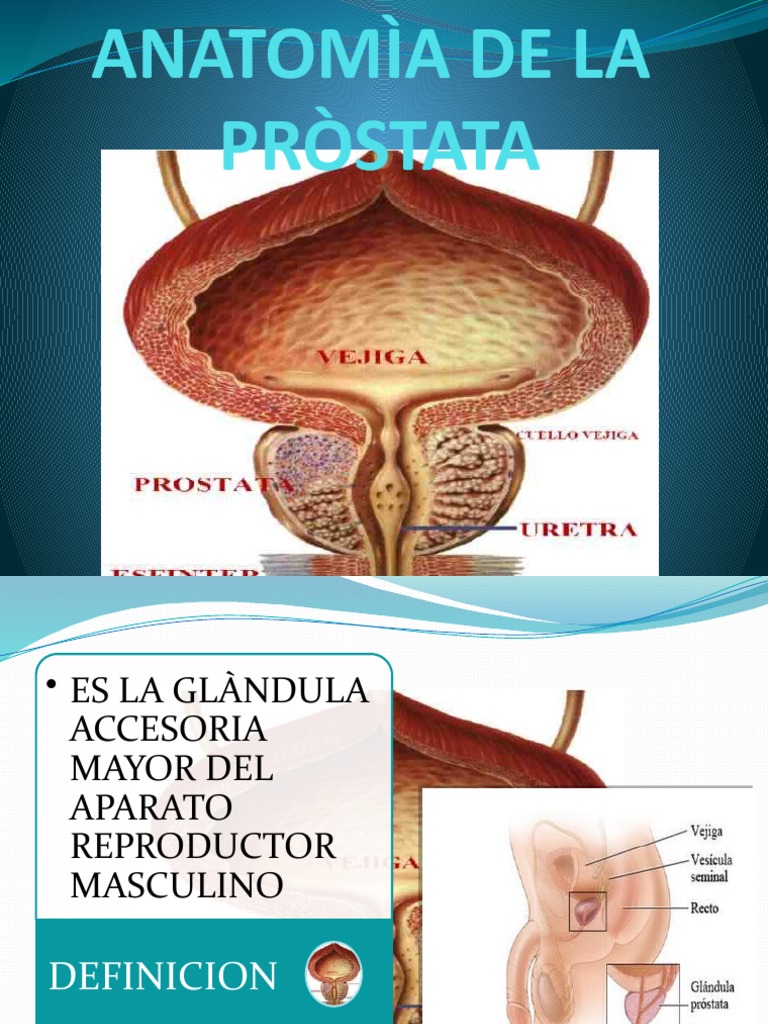 Anatomía de la Próstata: Estructura y Función | PDF | Próstata | Músculo