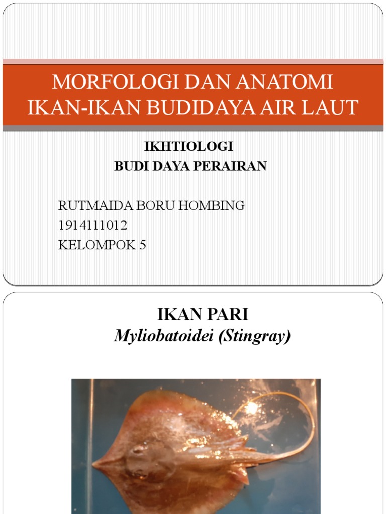 Morfologi dan Anatomi Ikan Pari | PDF | Sains & Matematika