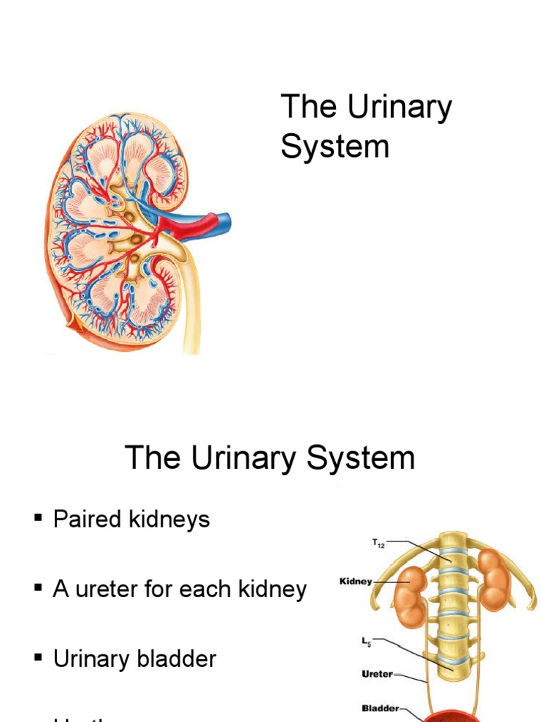 LECTURE Urinary System | PDF | Kidney | Genitourinary System