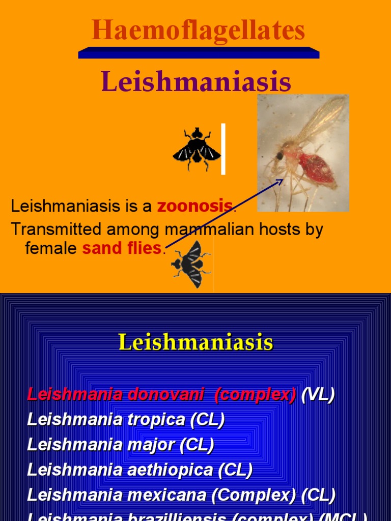 The Life Cycle, Morphology, and Clinical Manifestations of ...