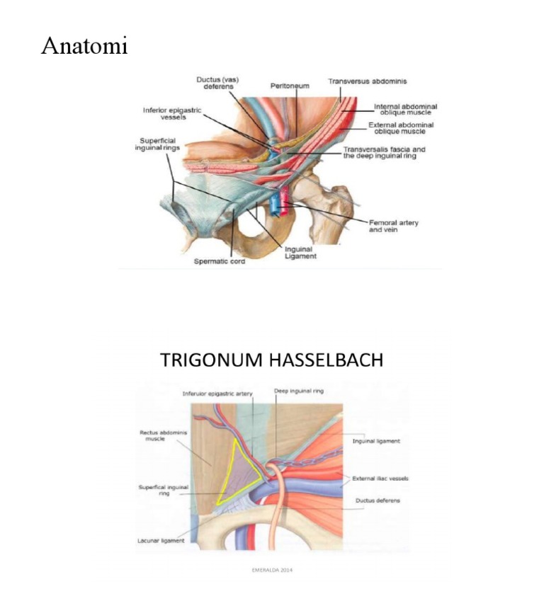 Anatomi Hernia | PDF