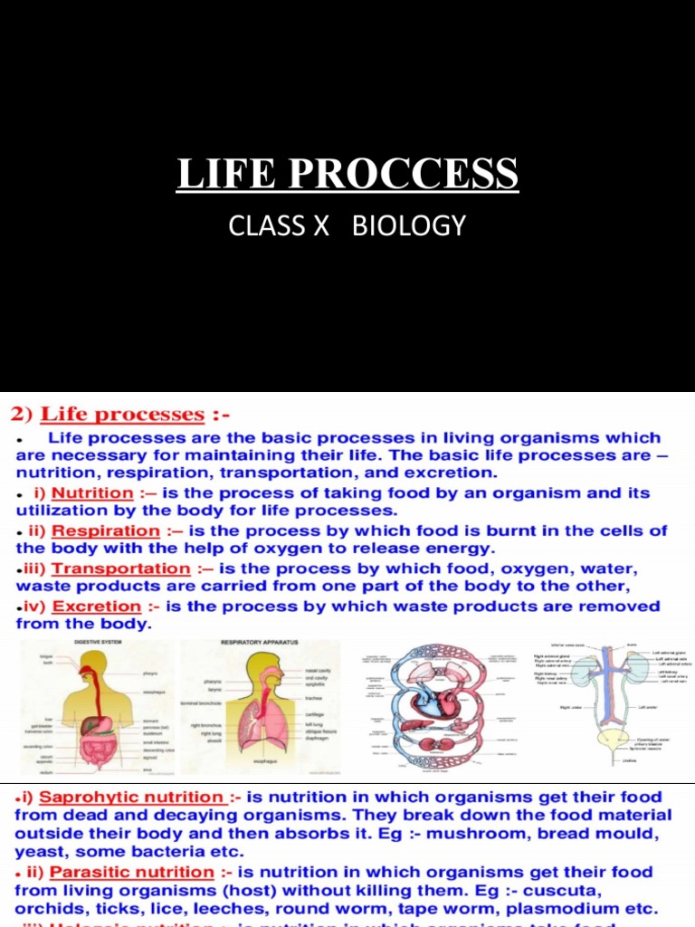 Life Proccess: Class X Biology | PDF | Digestion | Blood