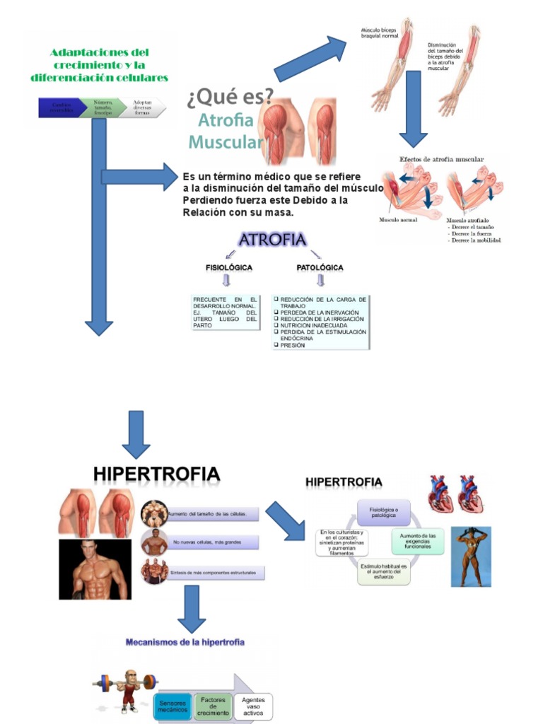 Diferença Entre Hipertrofia E Atrofia – XSOVJM