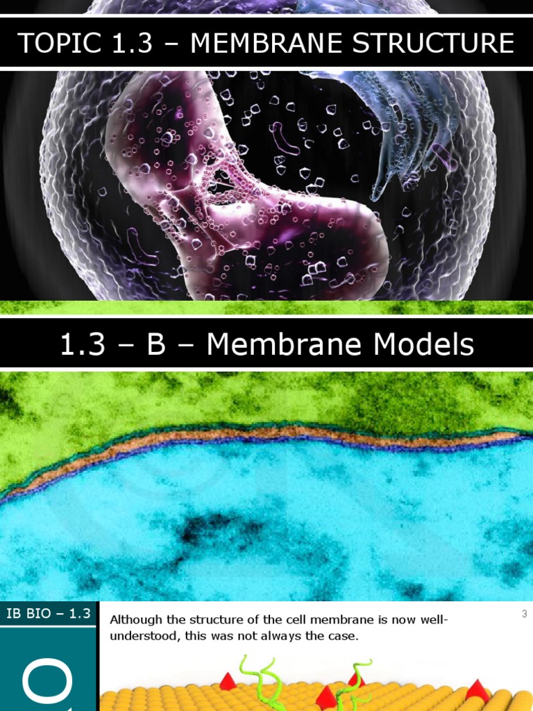 3 - IB Biology (2016) - 1.3 - Membrane Structure PPT Part B | PDF ...