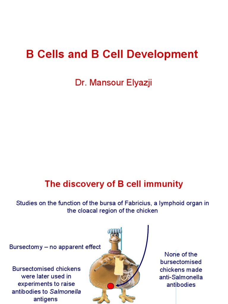B Cells and B Cell Development: Dr. Mansour Elyazji | PDF | B Cell ...