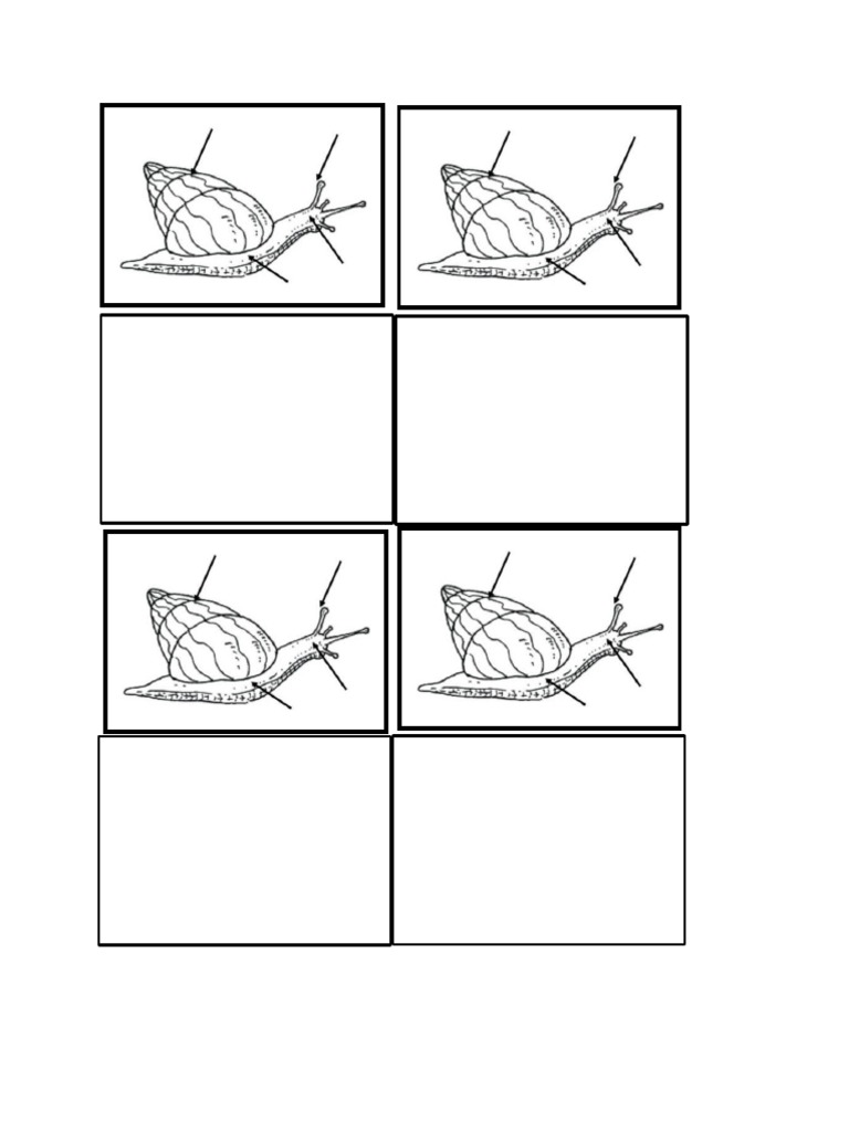 Lakaran Siput | PDF