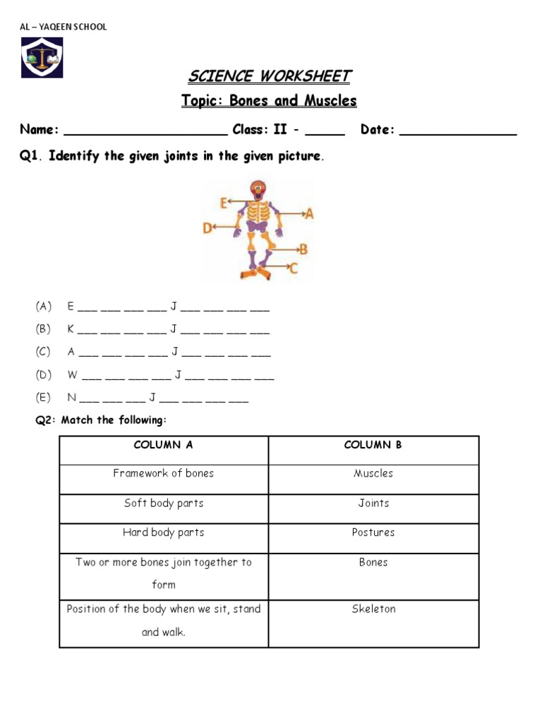 Bones and Muscles | PDF