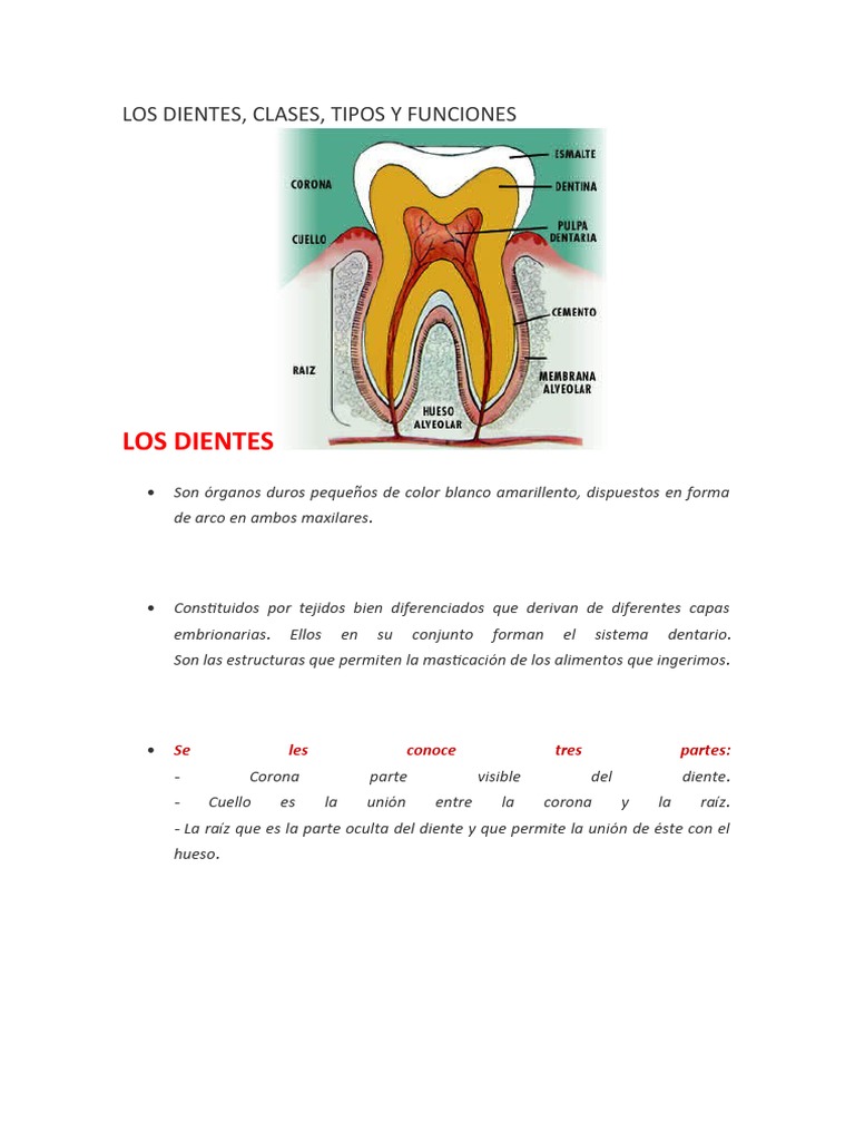 Los Dientes | PDF | Diente | Esmalte de dientes