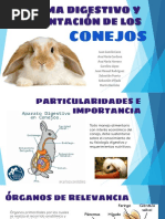 Ciclo de Vida de La Vaca | PDF | Vacas | Leche