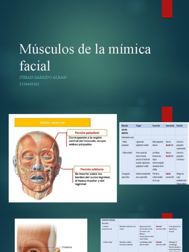 Músculos de La Mímica Facial | PDF