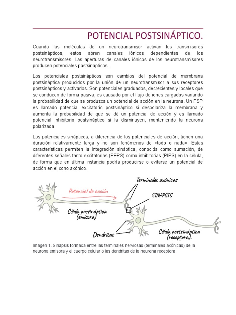 Ppsi y Ppse. | PDF | Biofísica | Sinapsis