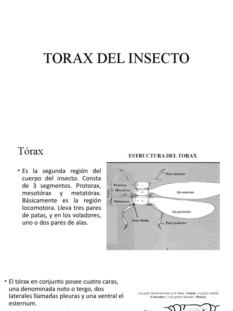 Clase 4 | PDF | Insectos | Tórax
