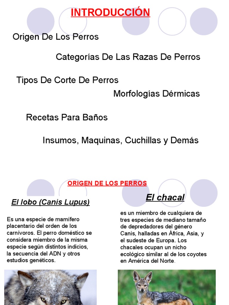 Origen de Los Perros | PDF | del perro | Perros