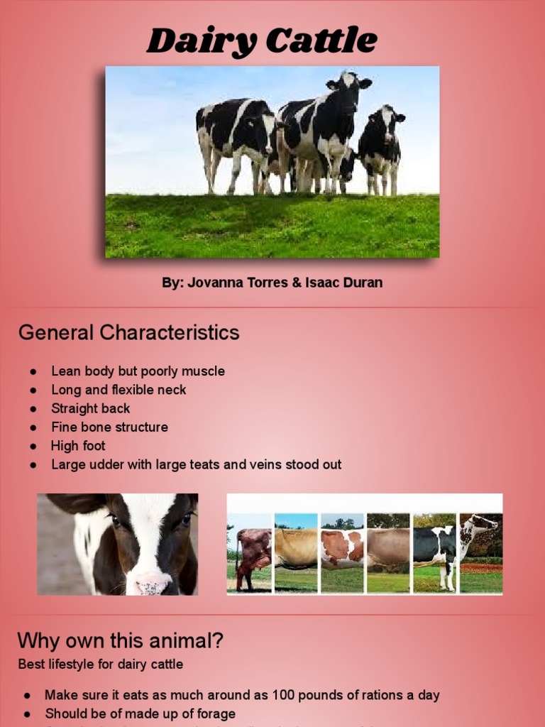 Dairy Cattle Project | PDF | Dairy Cattle | Cattle