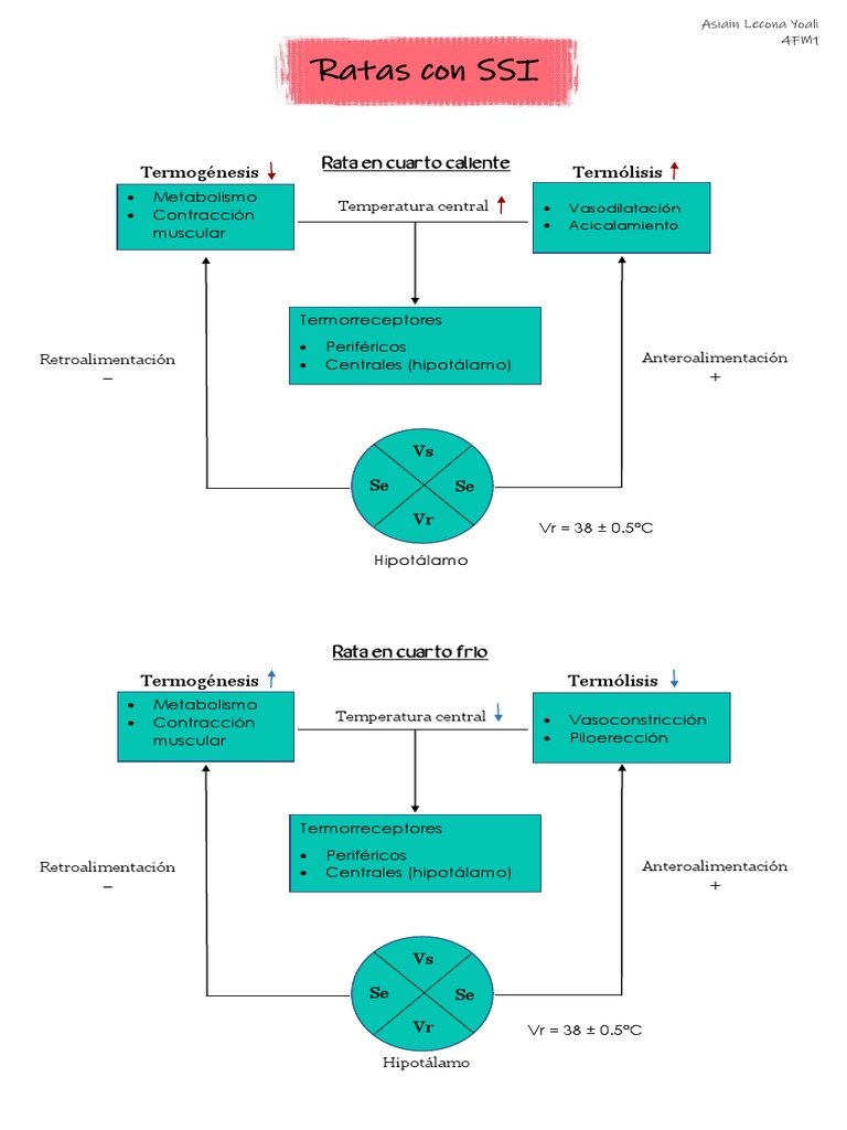 Diagramas de Russek | PDF | Anatomía humana | Anatomia animal