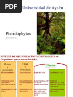 Tallos Modificados - Botánica | PDF | Tallo de la planta | Morfología ...