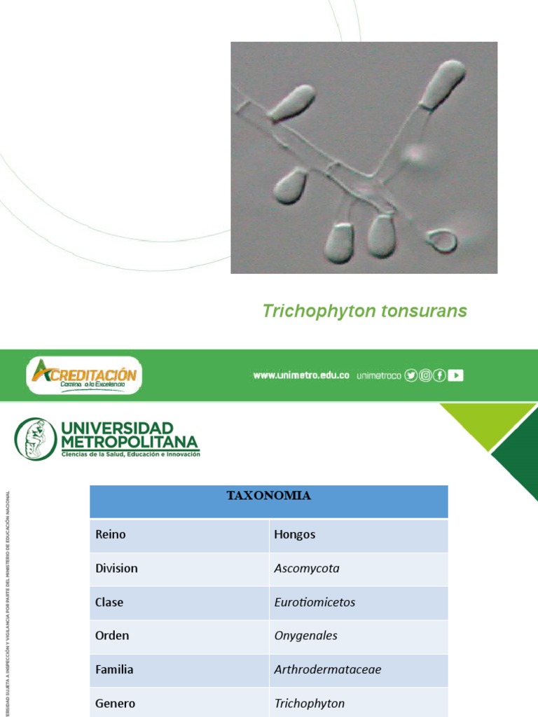 Trichophyton Tonsurans | PDF