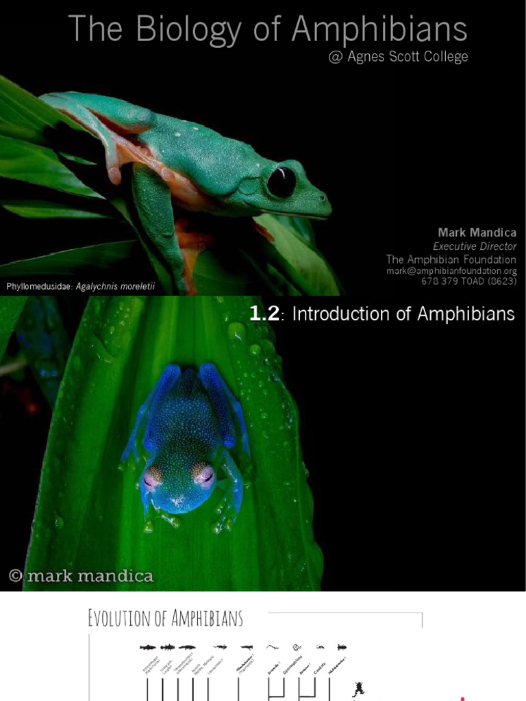 BOA1.2 Introduction of Amphibians | PDF | Phylogenetic Tree ...