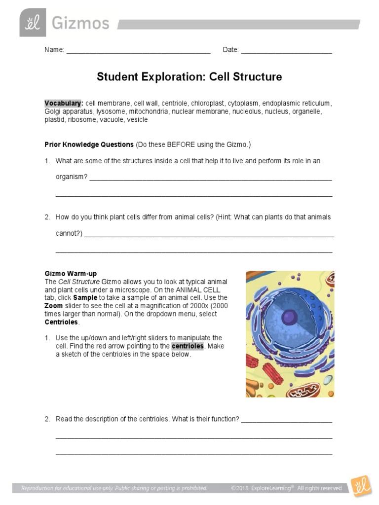 Student Exploration: Cell Structure | PDF | Eukaryotes | Cell (Biology)
