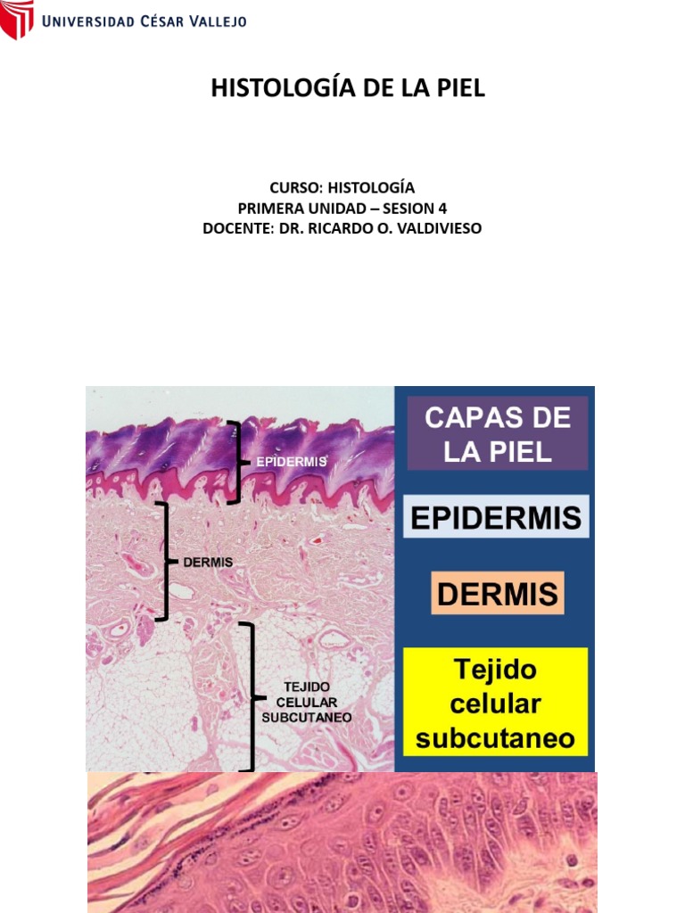 Histologia Piel PDF | PDF
