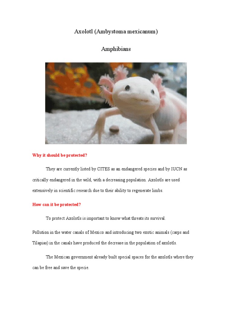 Axolotl (Ambystoma Mexicanum) Amphibians: Why It Should Be Protected? | PDF
