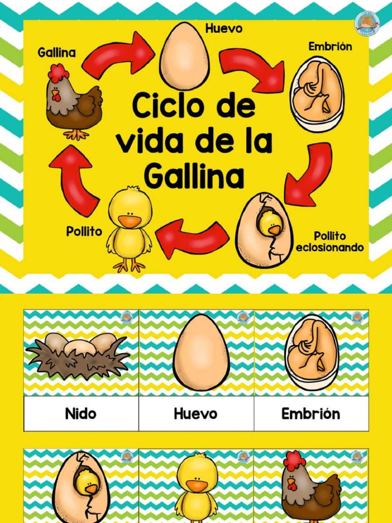 Ciclo De Vida De Un Huevo De Gallina