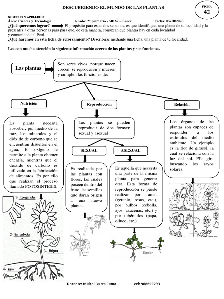 Partes De Las Plantas Hoja De Trabajo Grado 2