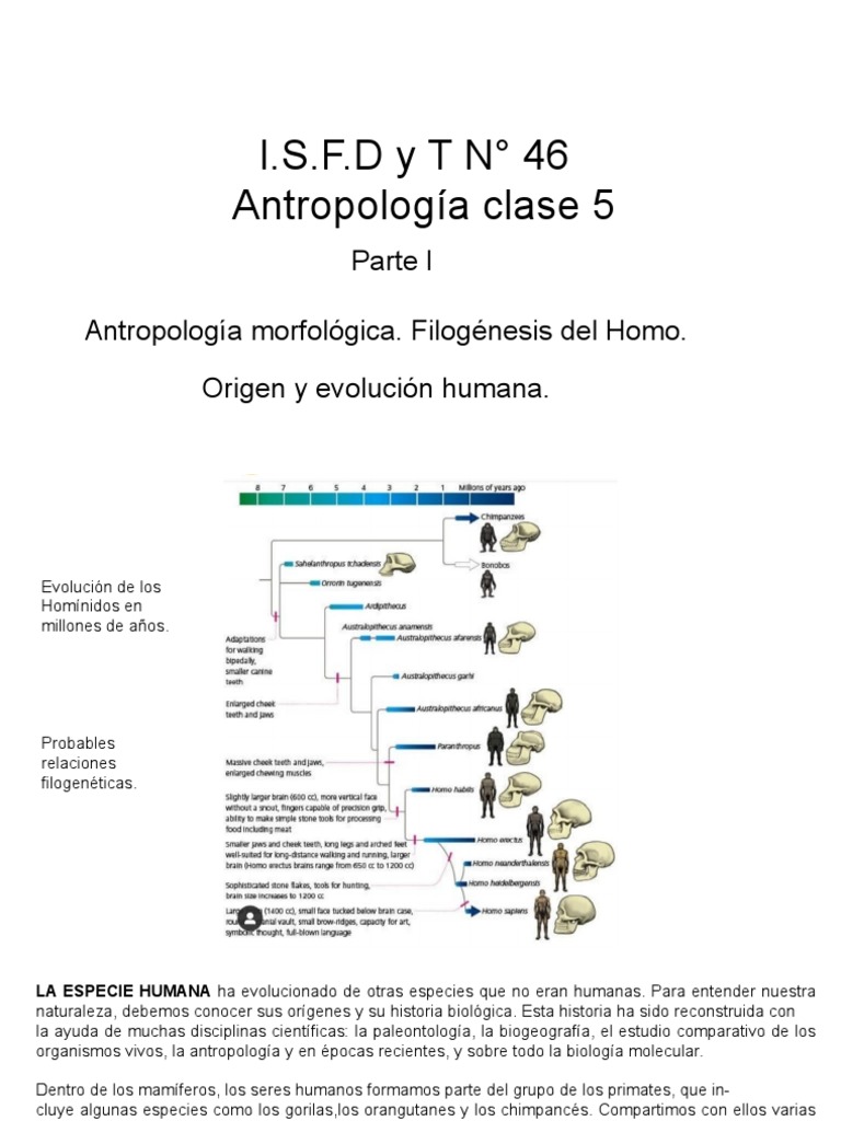 Antropología Morfológica. Filogénesis Del Homo. Origen y Evolución ...
