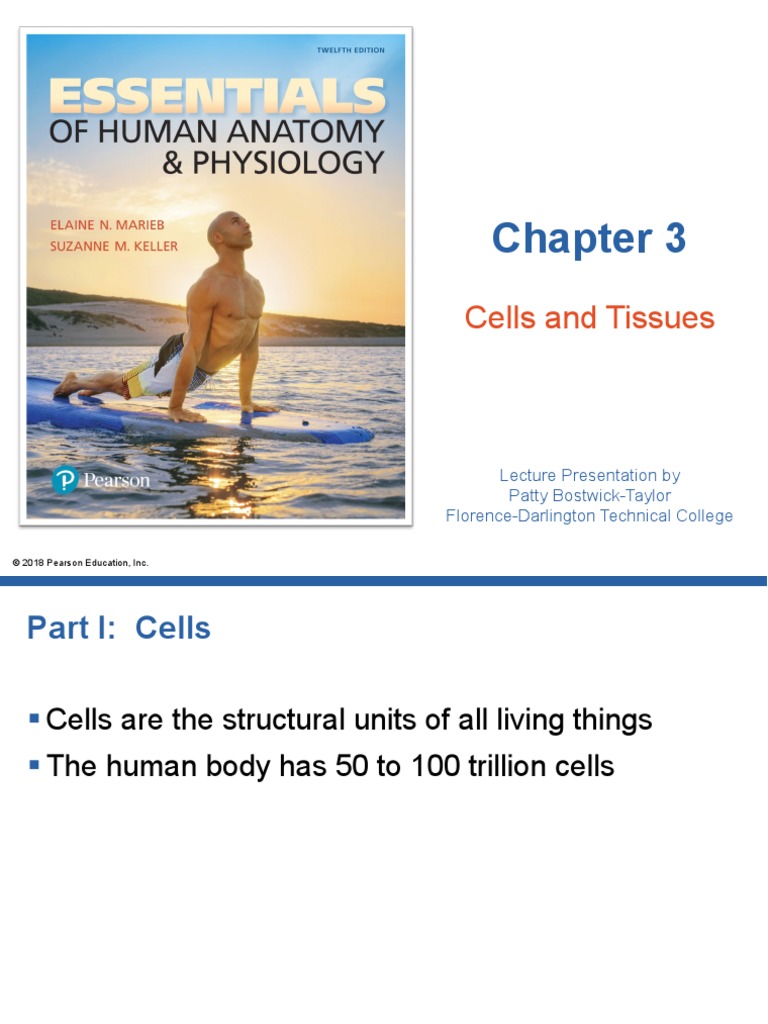 Ch03 Lecture Presentation | PDF | Endoplasmic Reticulum | Cell Membrane