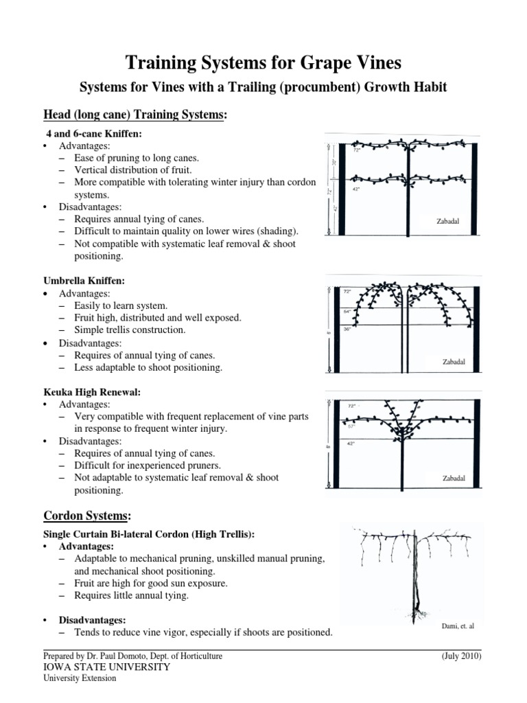 Training Systems For Grape Vines | PDF | Vitis | Botany