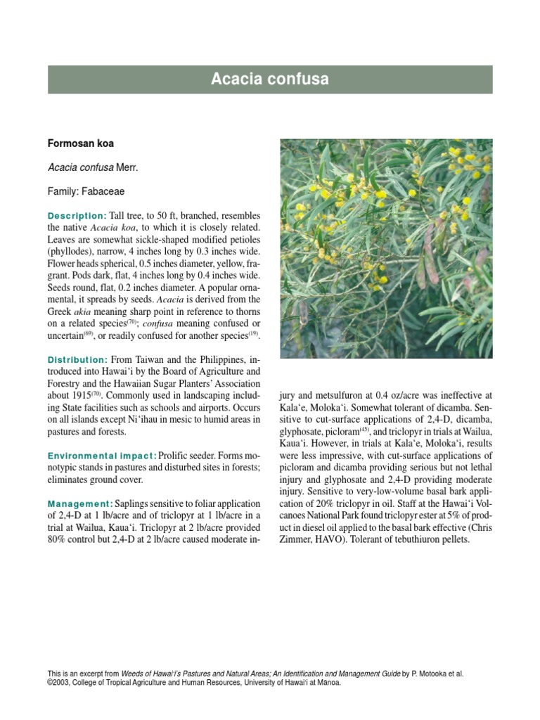 Acacia Confusa: Formosan Koa | PDF | Horticulture And Gardening | Plants