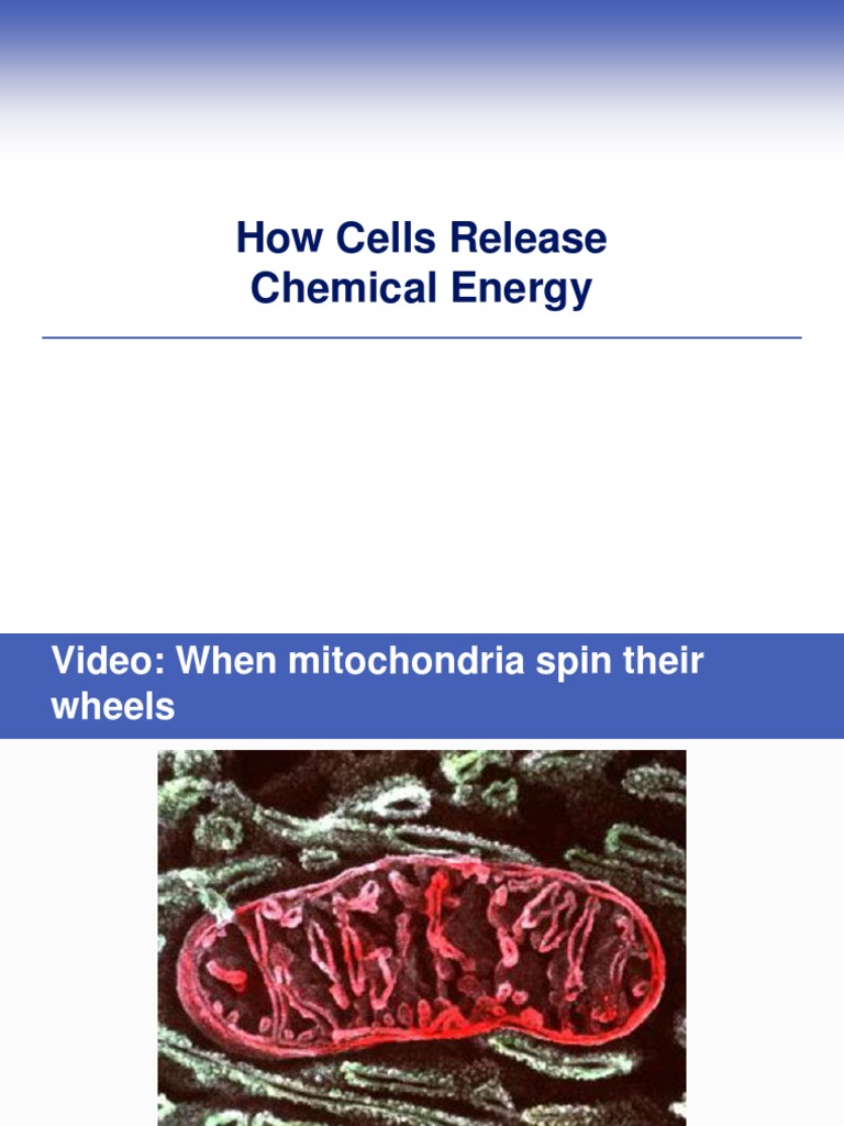 How Cells Release Chemical Energy | PDF | Cellular Respiration | Glycolysis