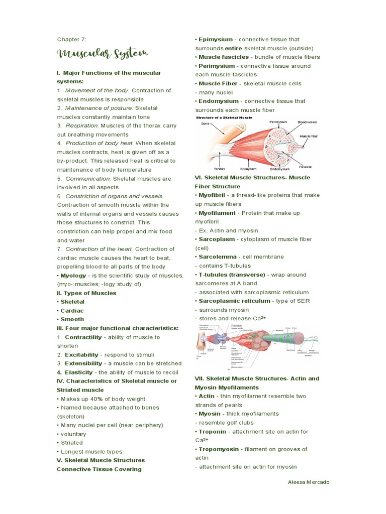 Muscular System | PDF | Skeletal Muscle | Myocyte