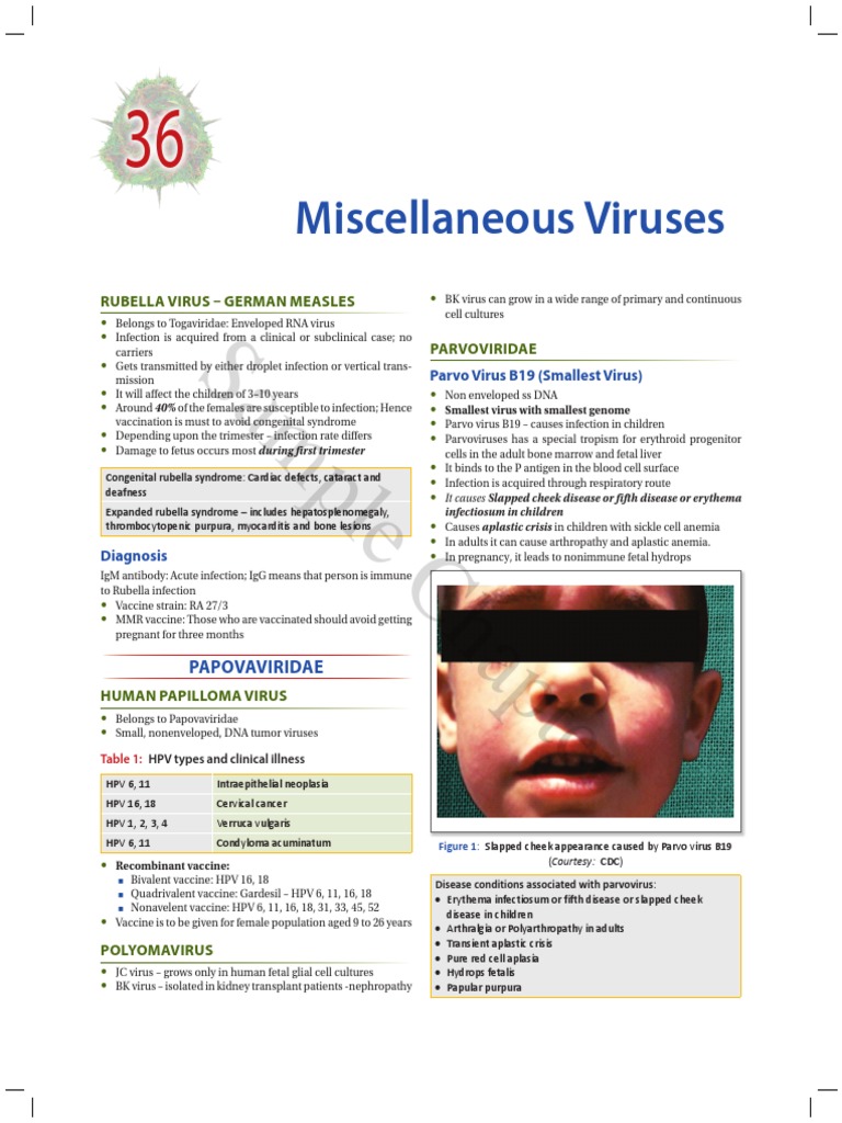 Understanding Gastrointestinal Viruses: A Summary of Rotavirus ...