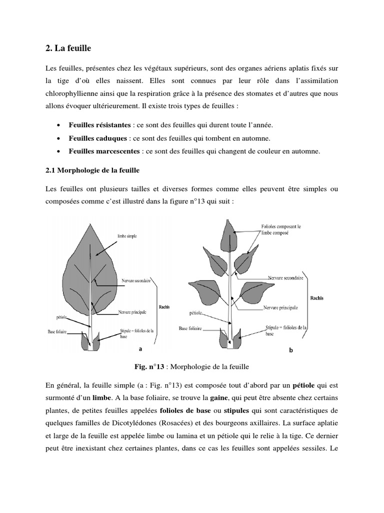 Morphologie et Rôle des Feuilles | PDF | Feuille | Plantes