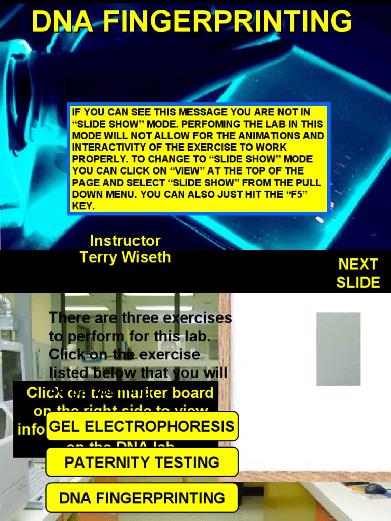 DNA Fingerprinting Lab Overview | PDF | Gel Electrophoresis | Confectionery