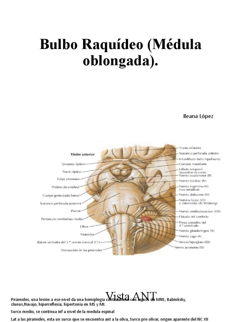 Bulbo Raquídeo (Médula Oblongada) Arreglado | PDF | Nervio vago ...