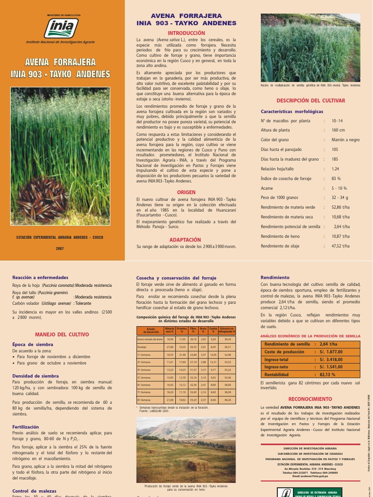 Inia 903 PDF | PDF | Avena | Cereales