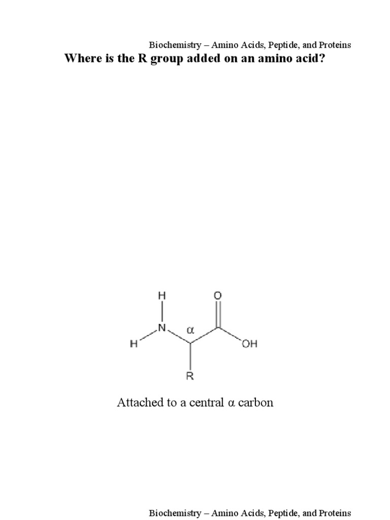 Amino Acids, Peptides, and Proteins Flashcards | PDF | Amino Acid ...