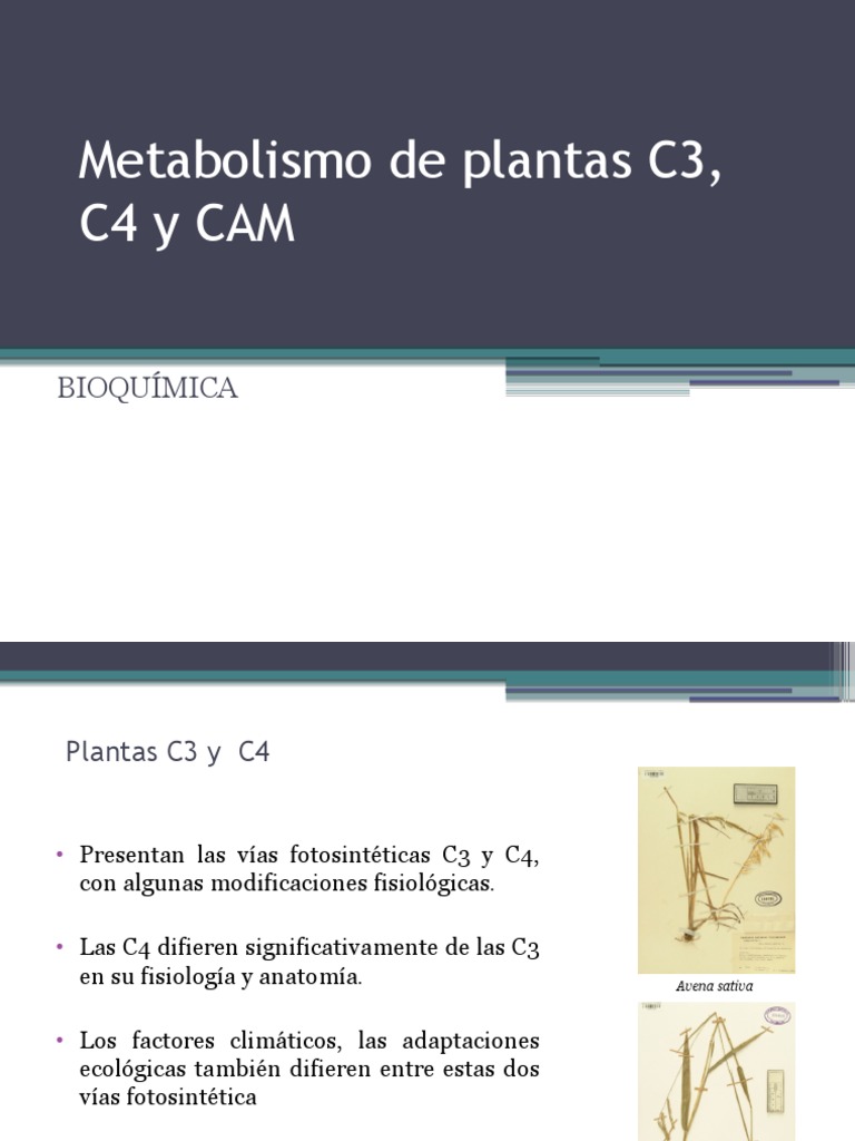 Metabolismo de Plantas C3, C4 y CAM | PDF