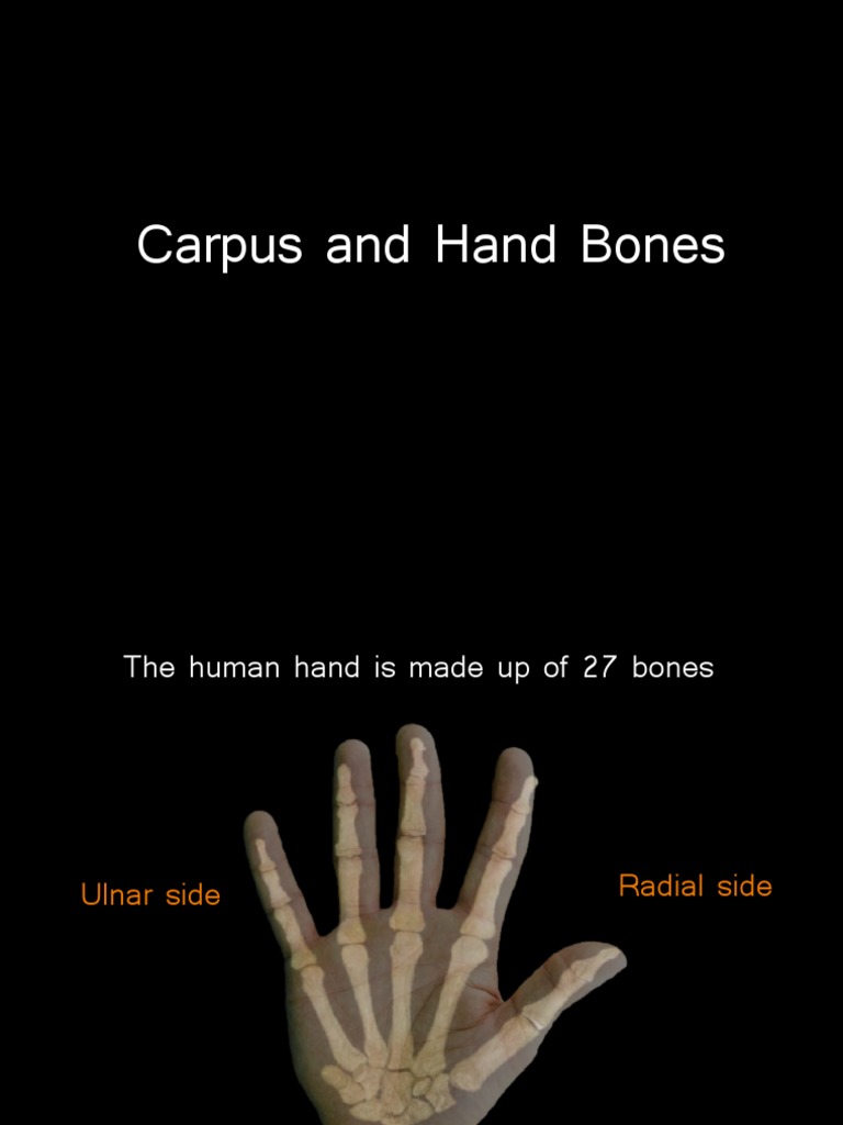 Bones of The Hand PDF | PDF | Hand | Thumb