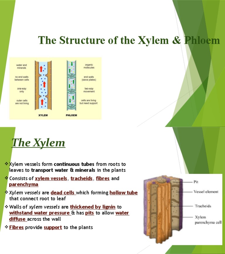 The Structure of The Xylem & Phloem | PDF