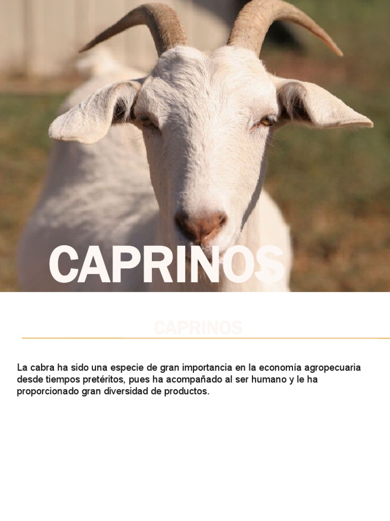 Tema Cabras | PDF | Cabra | Ganadería
