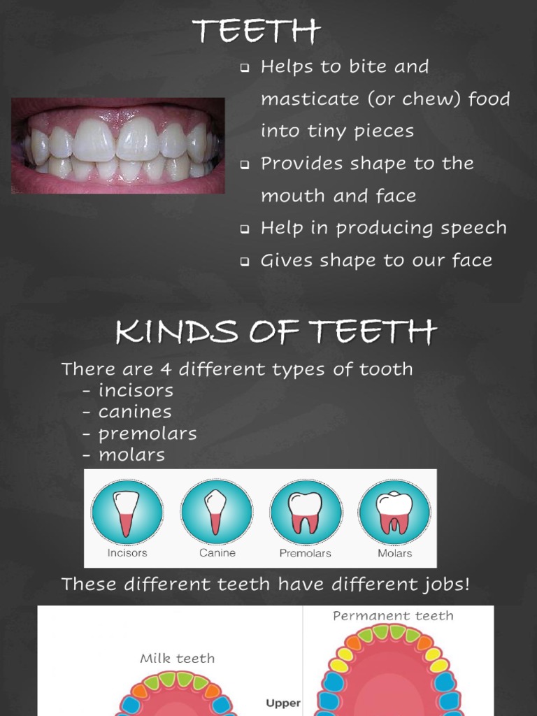 Teeth New PDF | PDF | Tooth | Microorganism