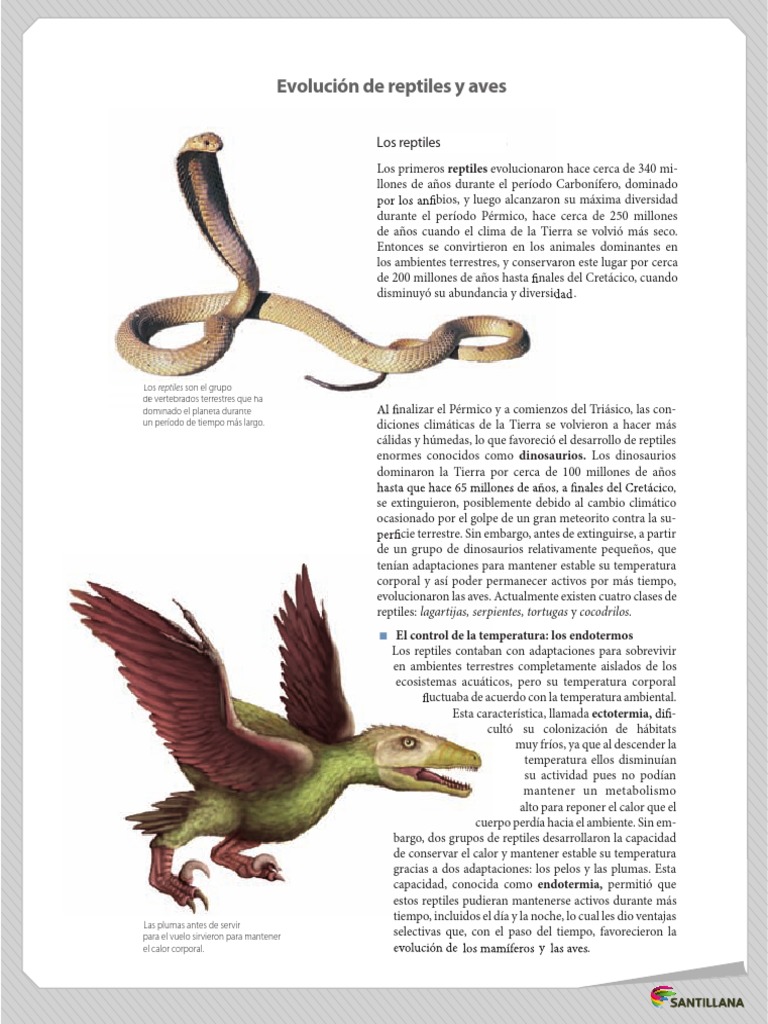 9 Evolución de Reptiles y Aves PDF | PDF | Aves | Dinosaurios
