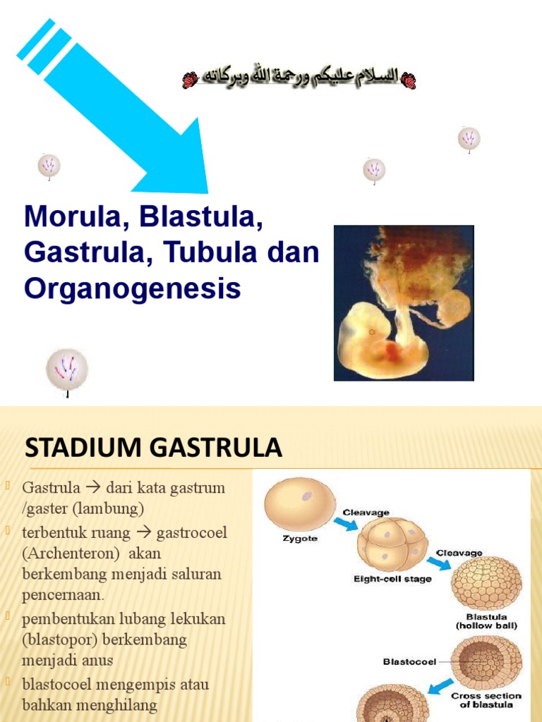Gastrula, Tubula Dan Organogenesis | PDF | Kesehatan Holistik | Sains ...