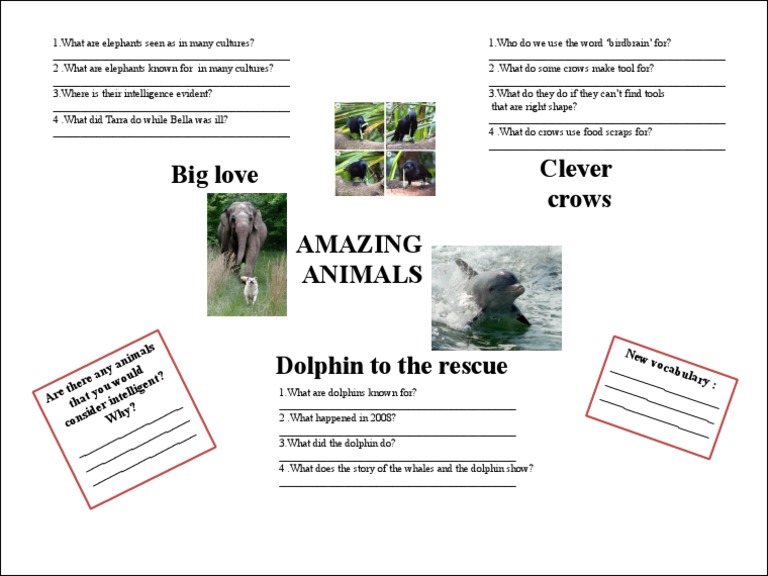 Amazing Animals | PDF | Aquatic Mammals | Dolphin