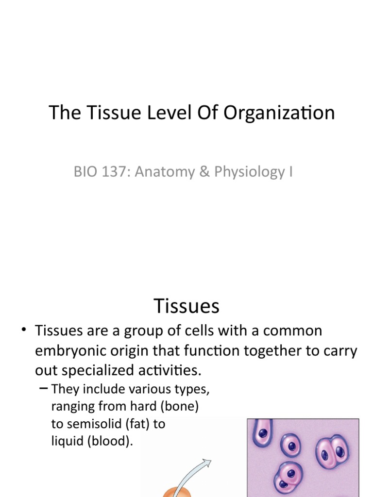CHAPTER 4 Tortora Tissues | PDF | Epithelium | Connective Tissue