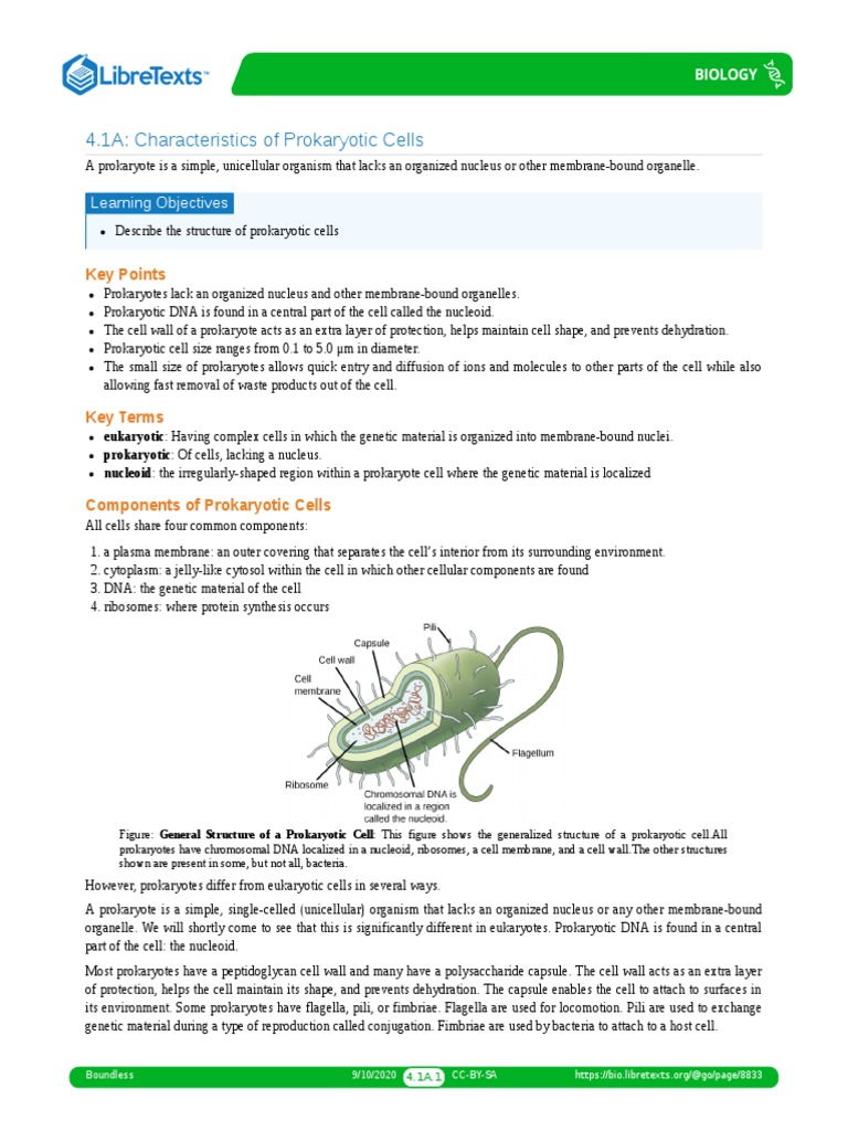 Characteristics of Prokaryotic Cells | PDF | Prokaryote | Cell (Biology)
