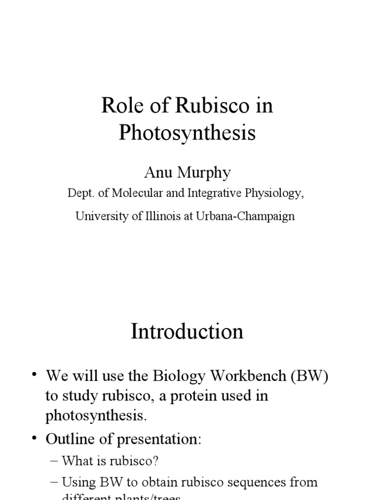 Role of Rubisco in Photosynthesis: Anu Murphy | PDF | Photosynthesis ...